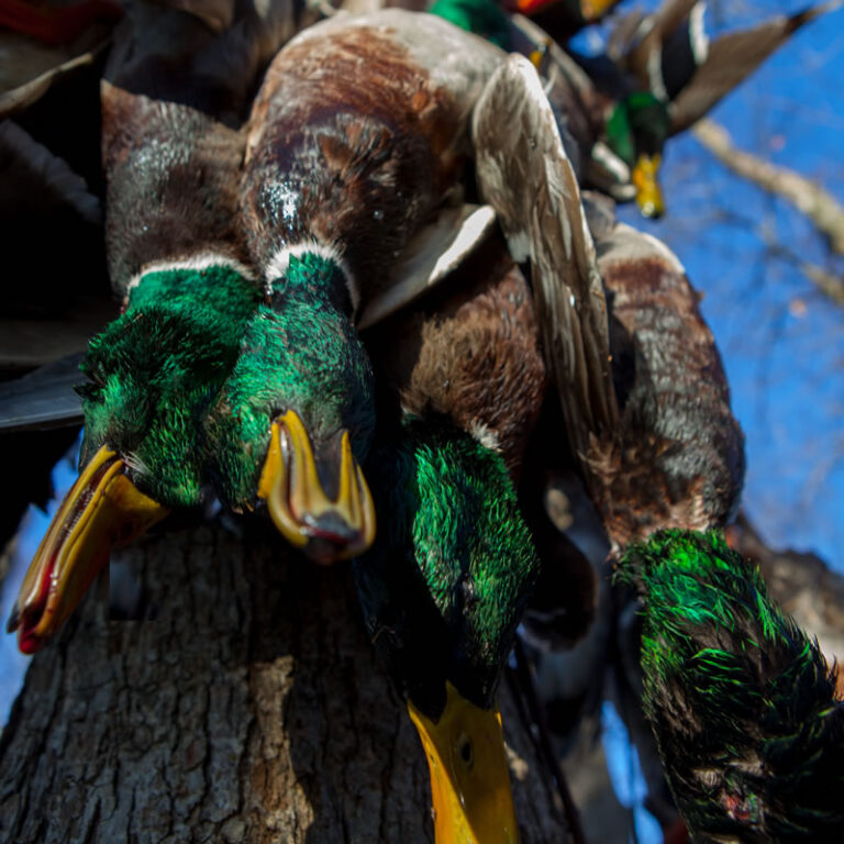 Lost Bridge Duck Club